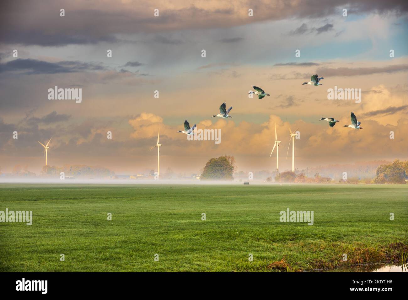Typical Dutch polder landscape in the Groene Hart of the Randstad with ...