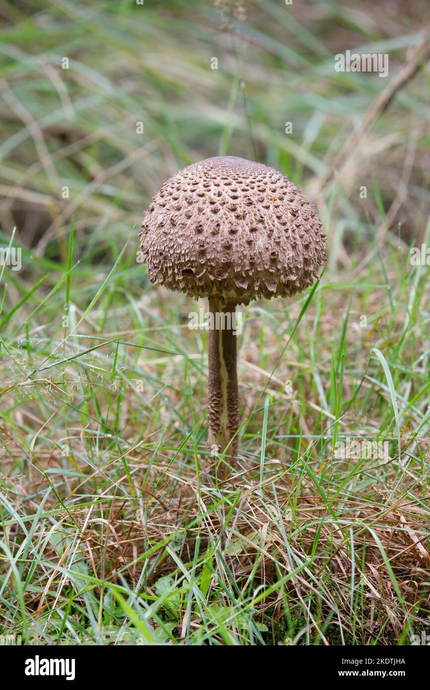 Close Up of a fresh intact Large Parasol Mushroom, Macrolepiota procera ...