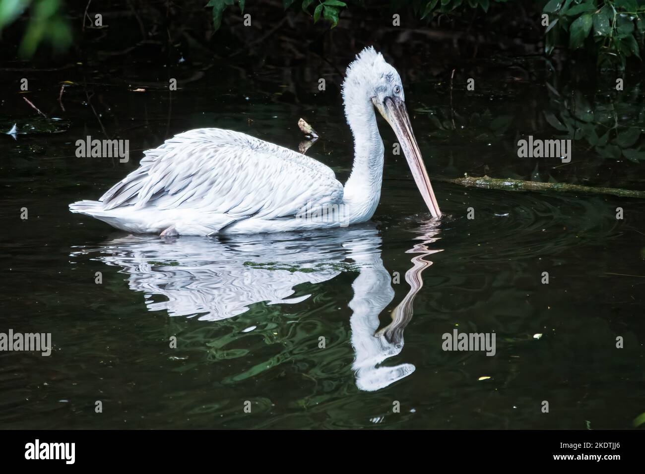 Great white pelican swimming in the lake. Great white pelican ...