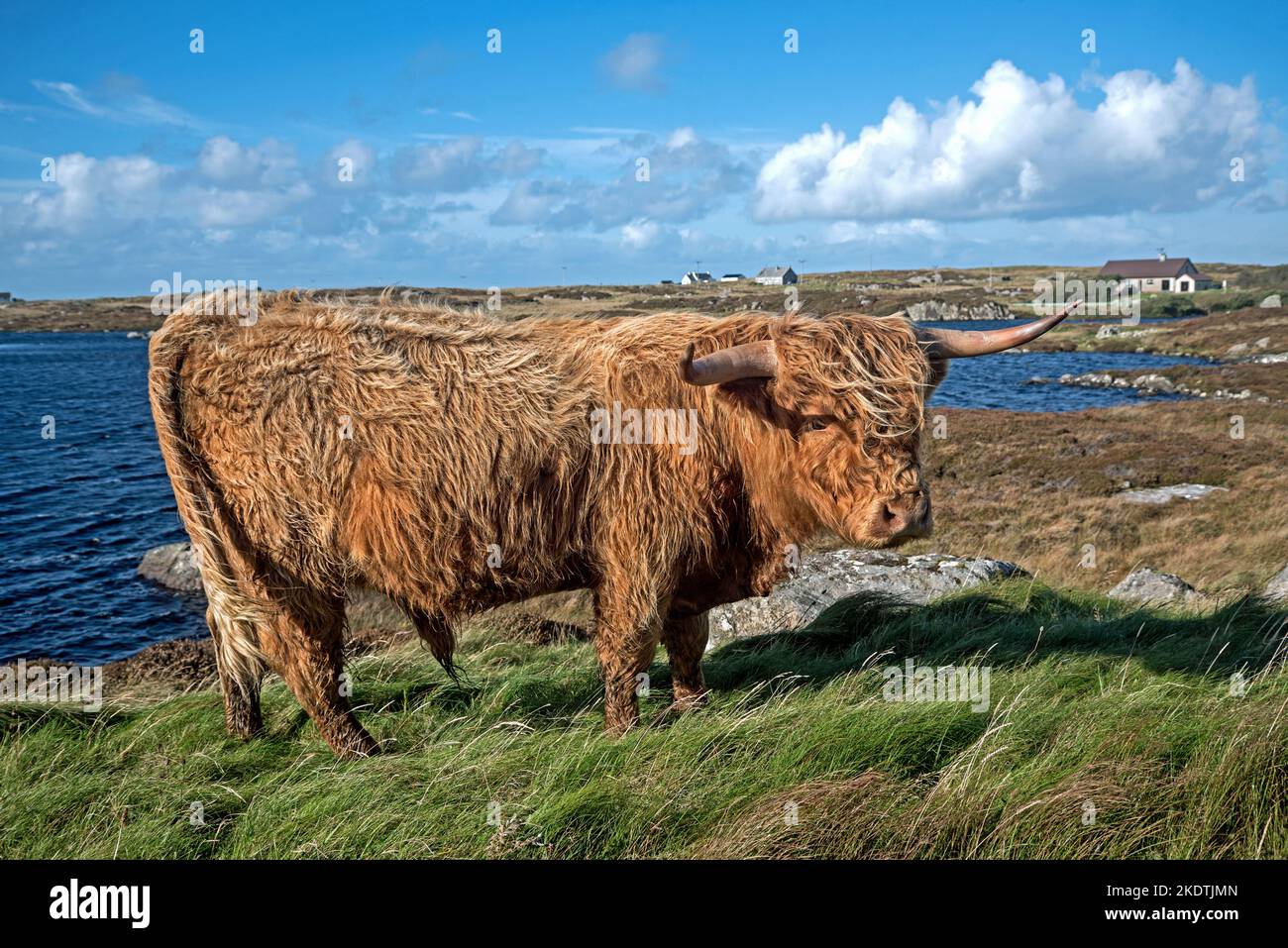 Highland cow standing by a loch on South Uist , Outer Hebrides ...