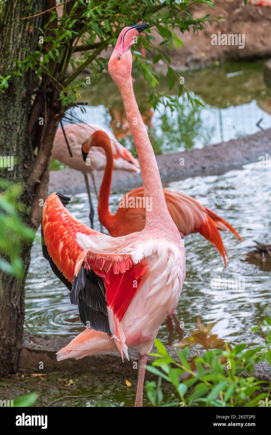 The greater flamingo, Phoenicopterus roseus, standing in water on lake ...