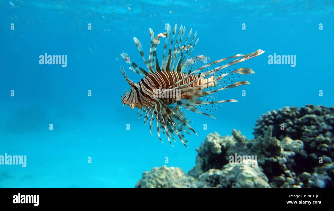 Lion Fish in the Red Sea in clear blue water hunting for food ...