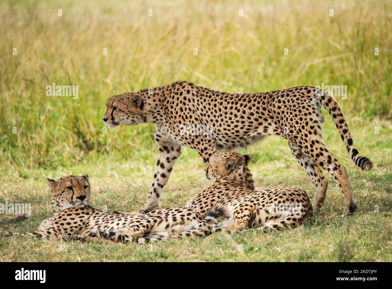 Cheetah savana hi-res stock photography and images - Alamy