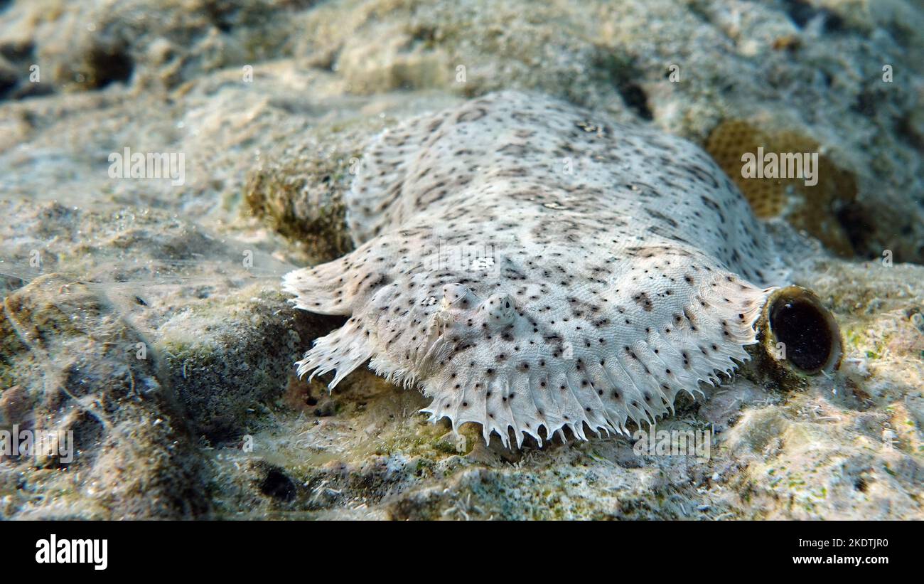 Moses sole. Marble salt, this small salt grows up to 26 cm. Inhabitant ...