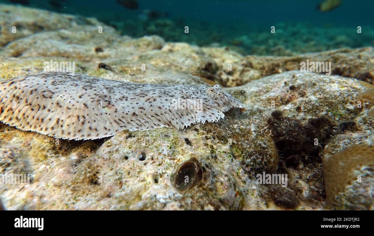 Moses sole. Marble salt, this small salt grows up to 26 cm. Inhabitant ...