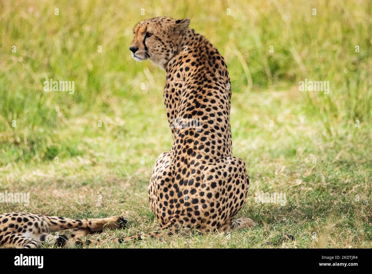 Cheetah savana hi-res stock photography and images - Alamy