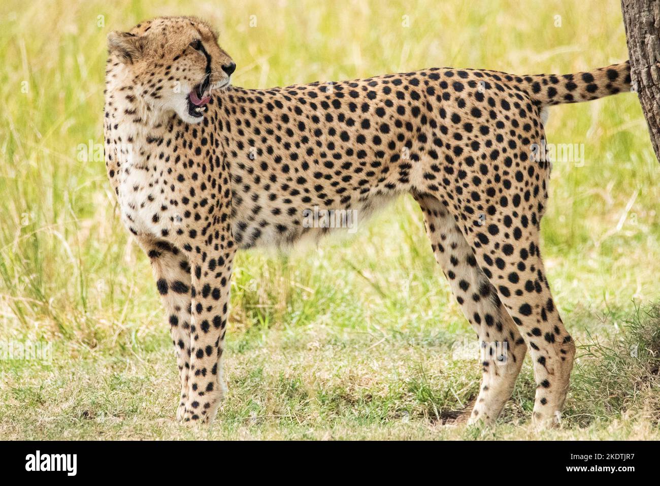 Cheetah savana hi-res stock photography and images - Alamy