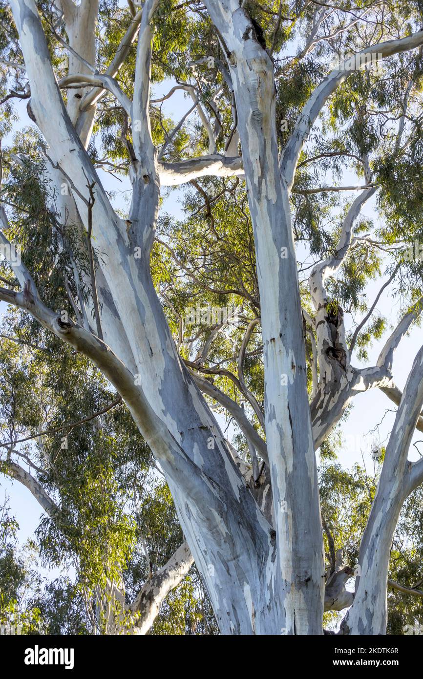 Photograph of large eucalyptus gum trees with white bark and green ...