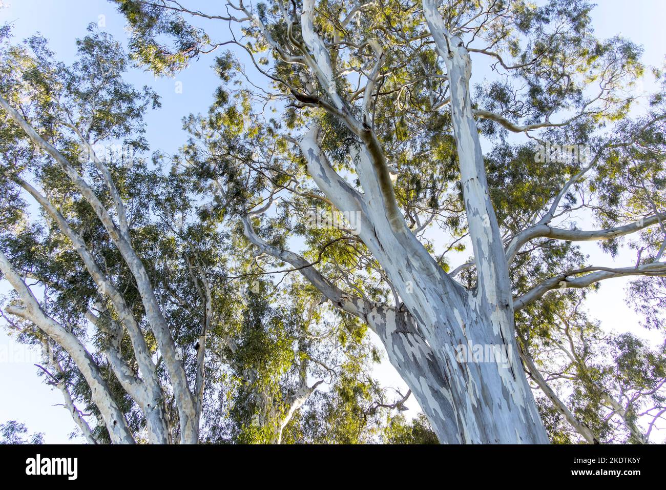 Photograph of large eucalyptus gum trees with white bark and green ...