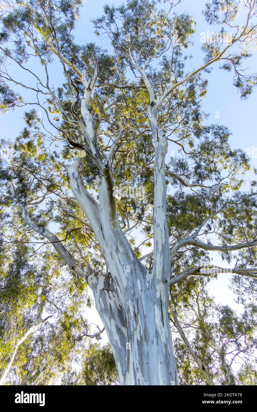 Photograph of large eucalyptus gum trees with white bark and green ...