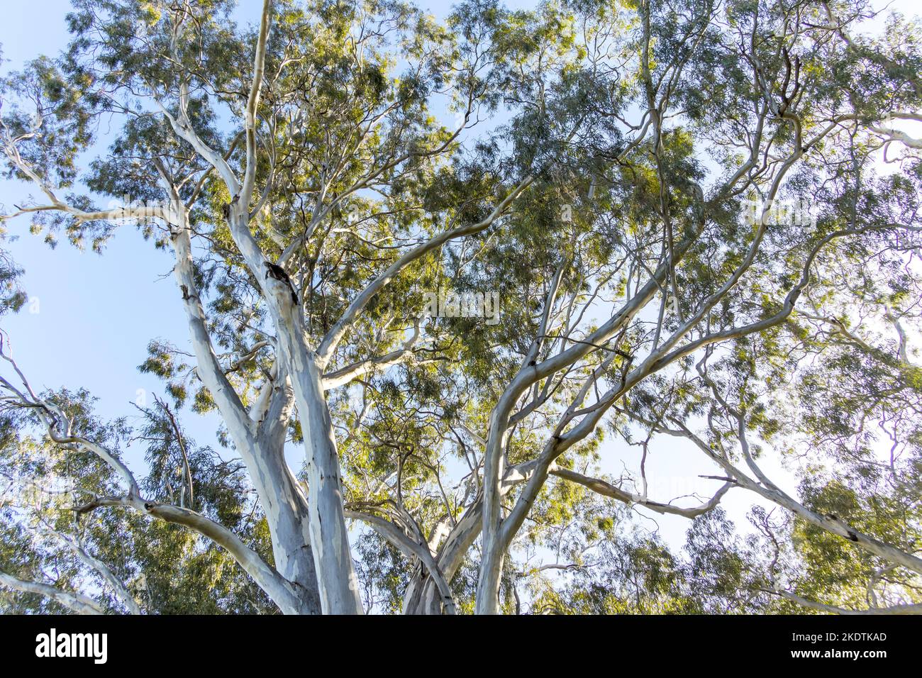 Photograph of large eucalyptus gum trees with white bark and green ...