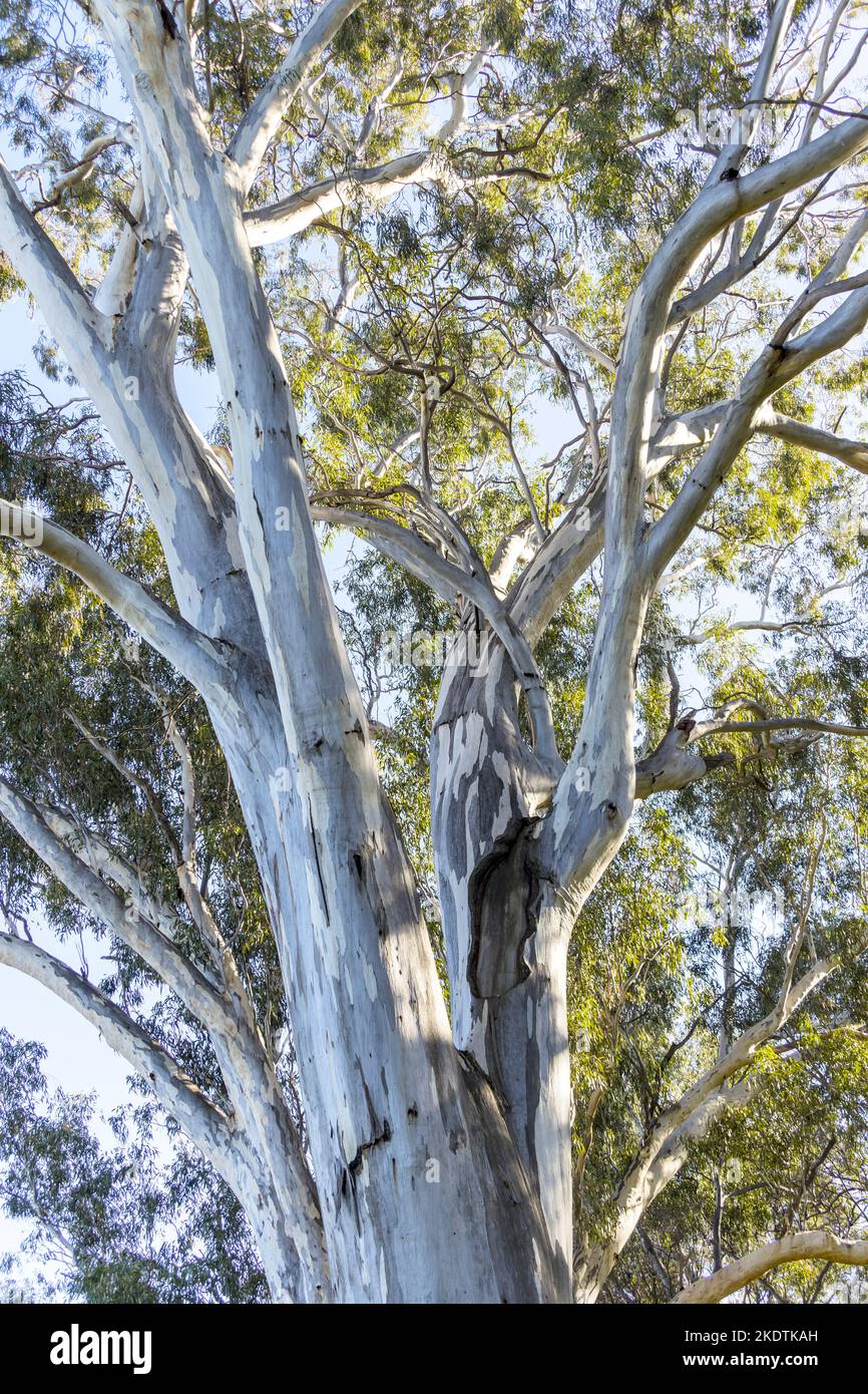 Photograph of large eucalyptus gum trees with white bark and green ...