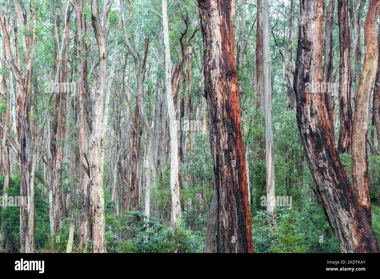 Photograph of eucalyptus trees in the Cape Otway rain forest near the ...