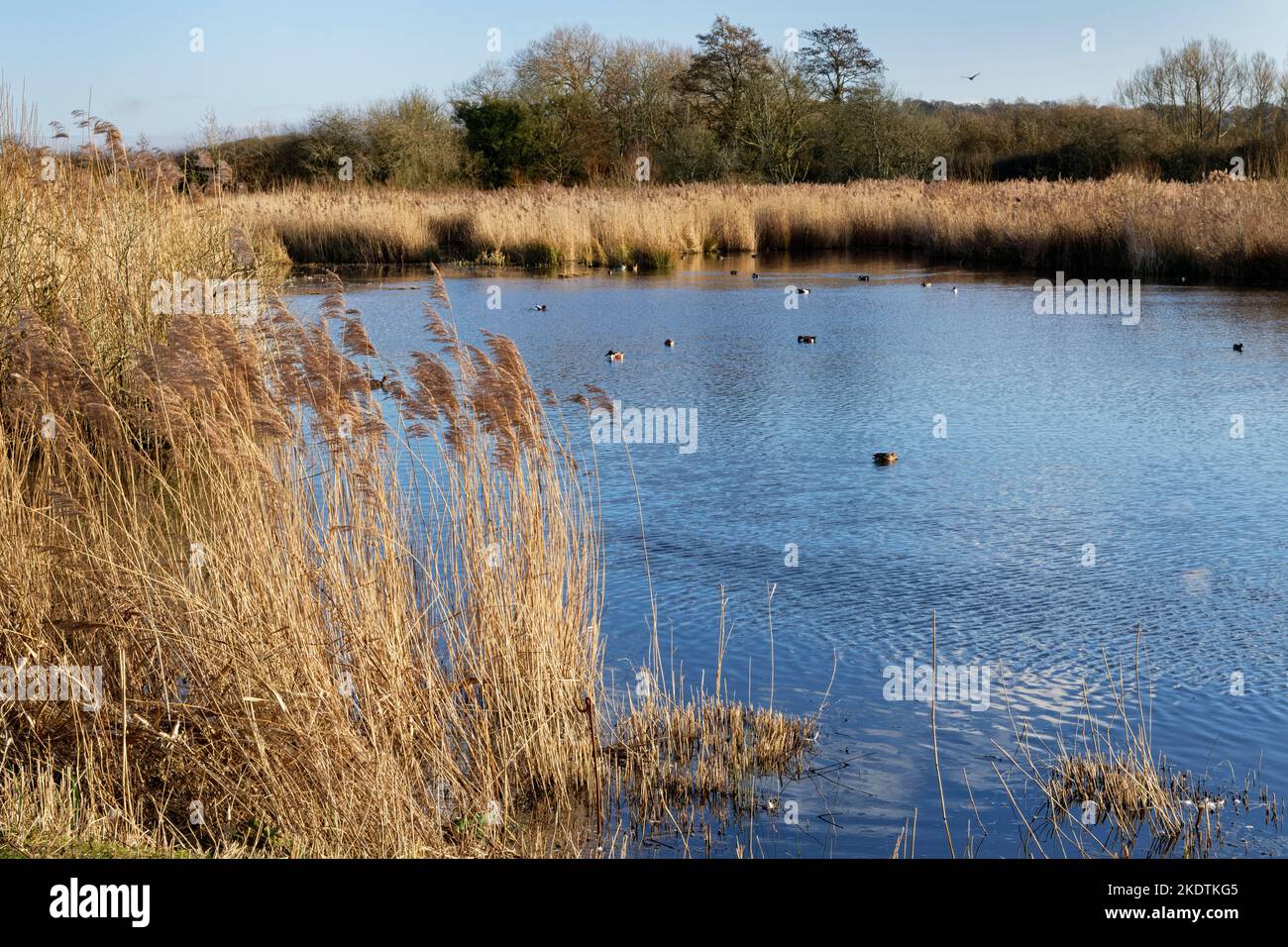 Common reed (Phragmites australis) stands in flower, fringing a wetland ...