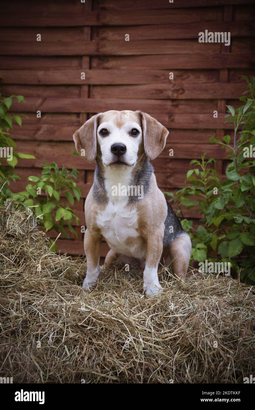 Single sit adult beagle dog hi-res stock photography and images - Alamy