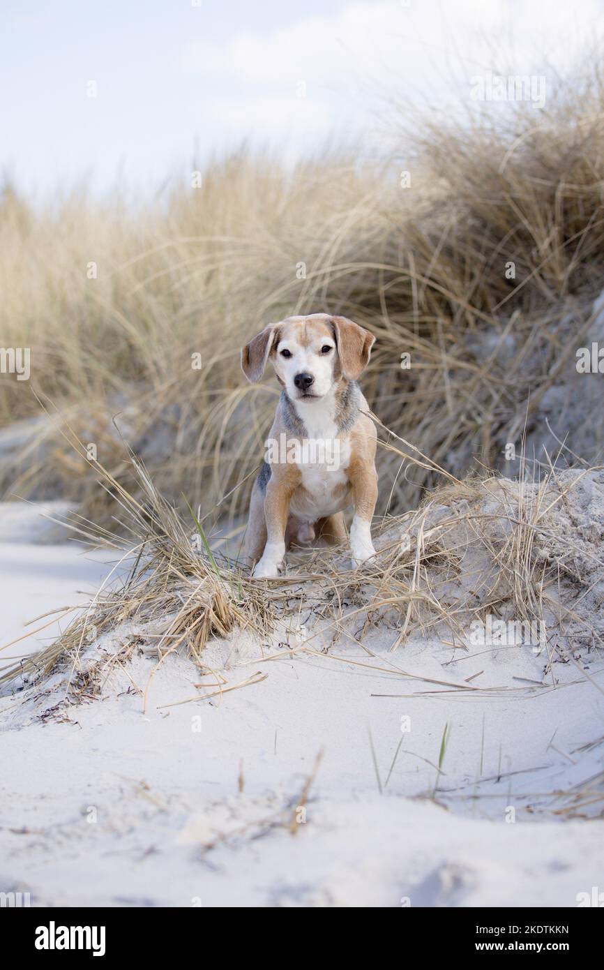 Beagle strand hi-res stock photography and images - Alamy
