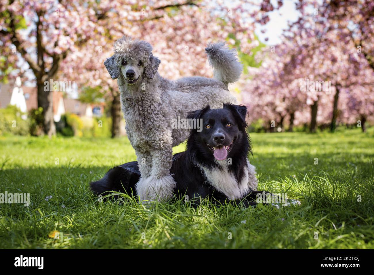 Giant Poodle with Border Collie Stock Photo - Alamy