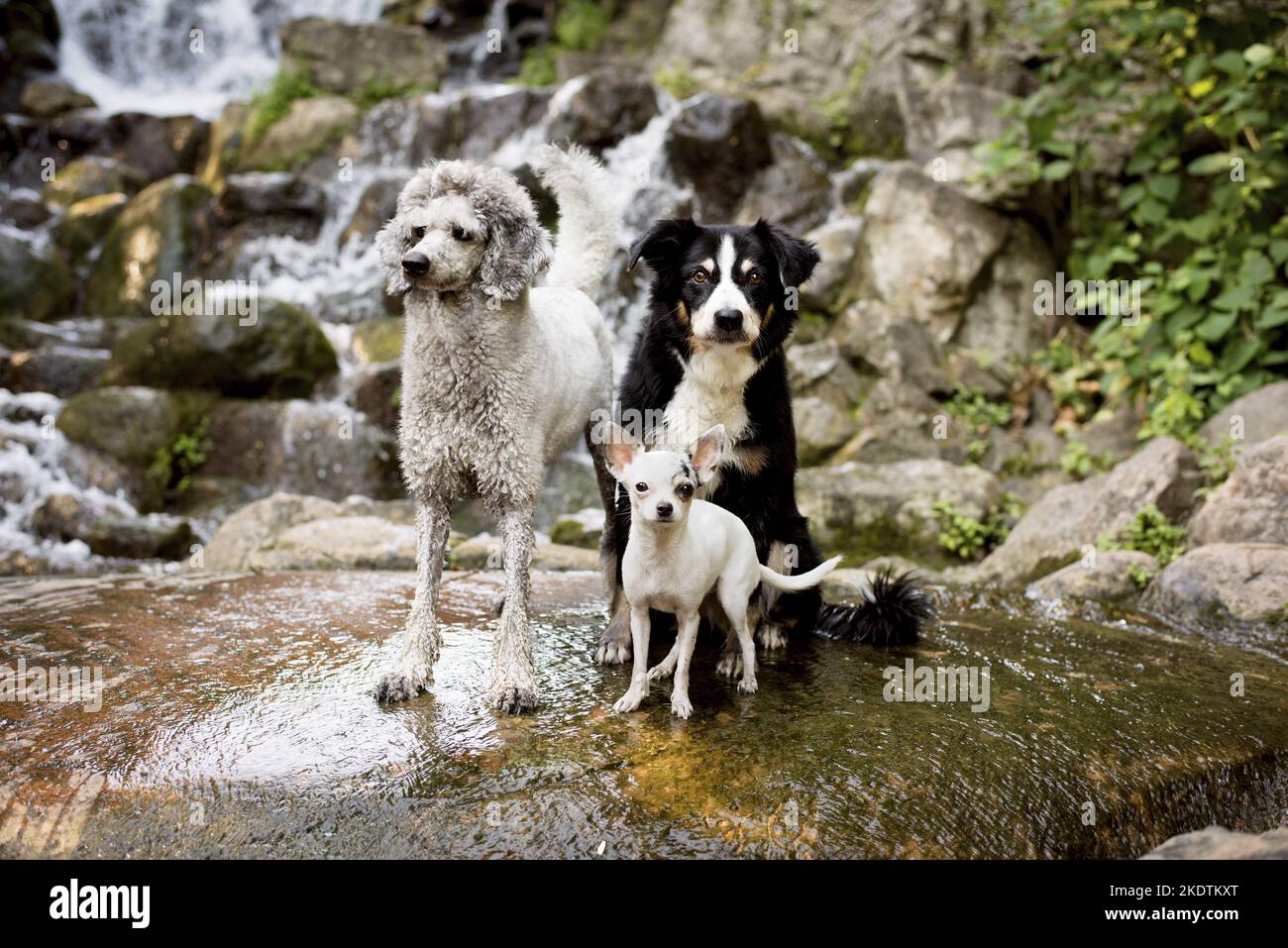 Caniche chihuahua hi-res stock photography and images - Alamy