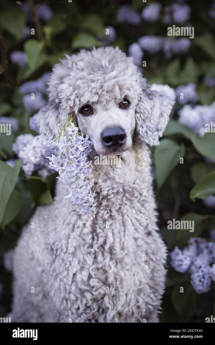 Standard Poodle portrait Stock Photo - Alamy