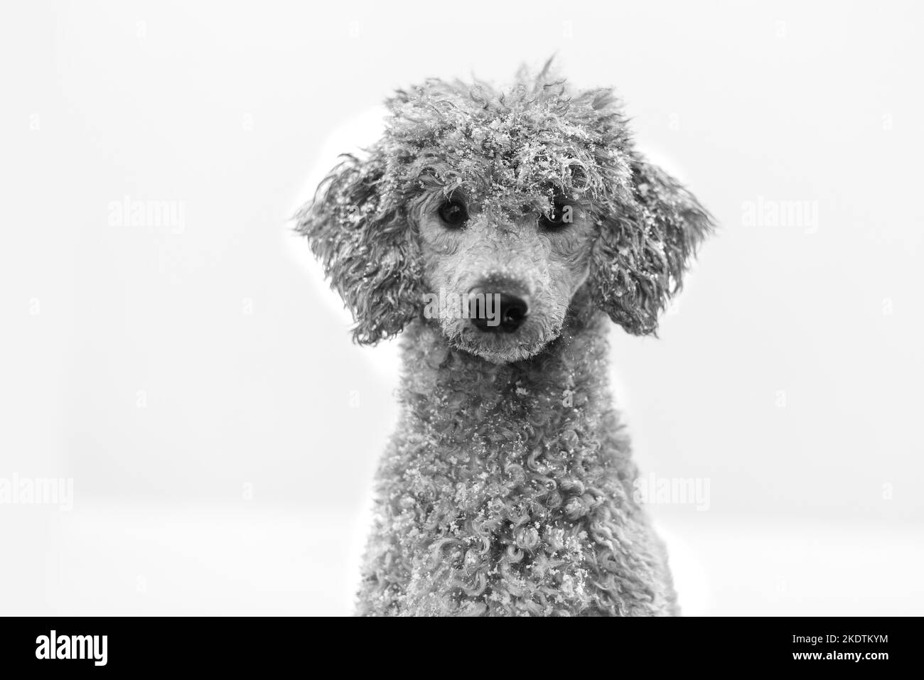 Standard Poodle portrait Stock Photo - Alamy