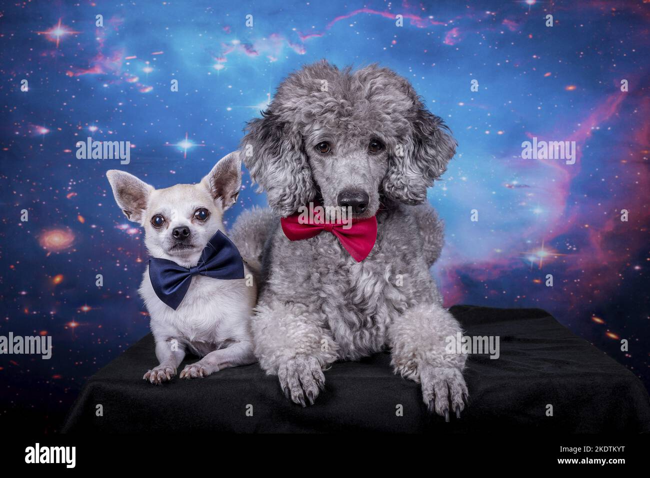 Giant Poodle with Chihuahua Stock Photo - Alamy