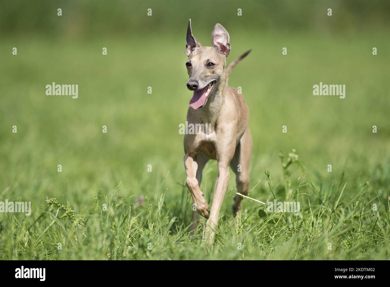 running Italian Greyhound Stock Photo - Alamy