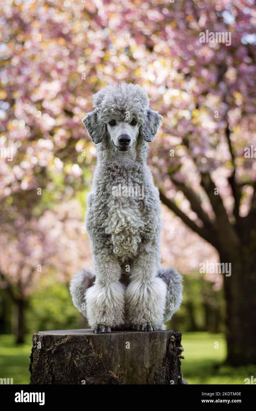 sitting Standard Poodle Stock Photo - Alamy