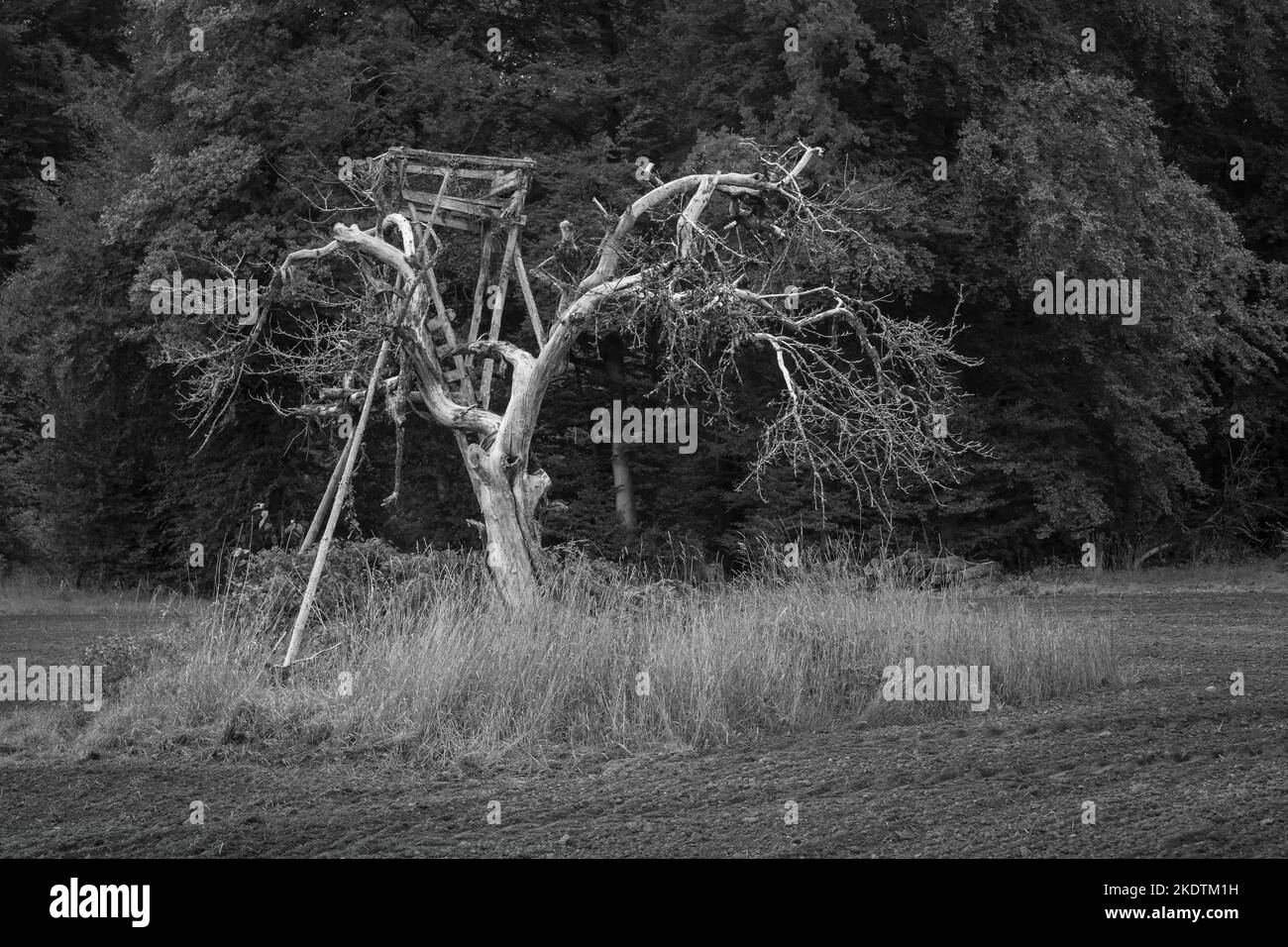 death tree with hunting seat near a wwod Stock Photo - Alamy