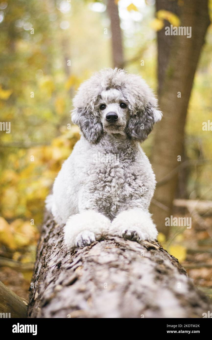 lying Standard Poodle Stock Photo - Alamy