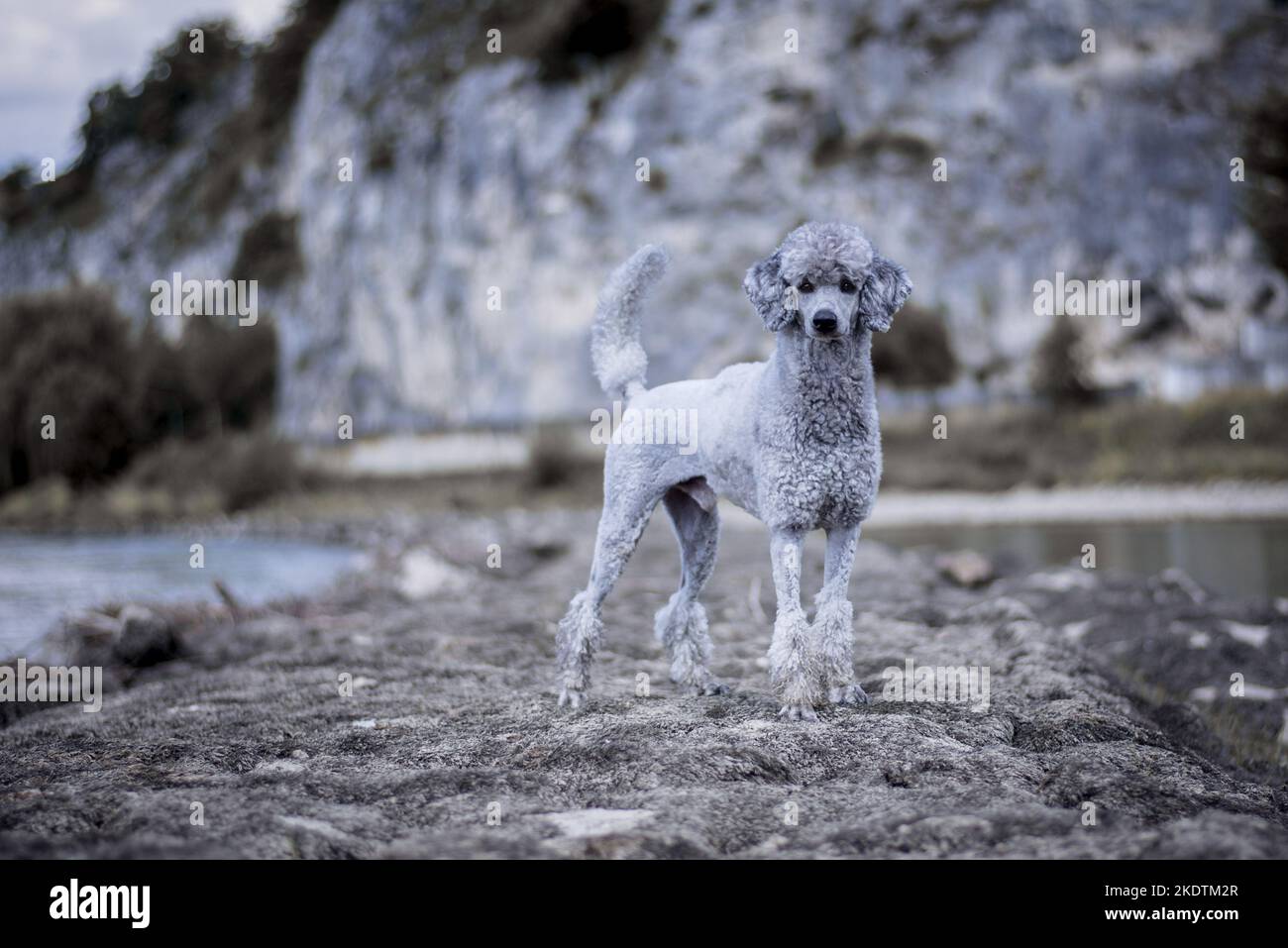 standing Standard Poodle Stock Photo - Alamy
