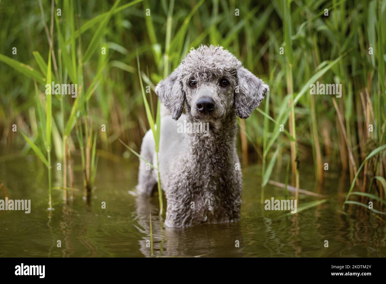 Standard Poodle in the water Stock Photo - Alamy
