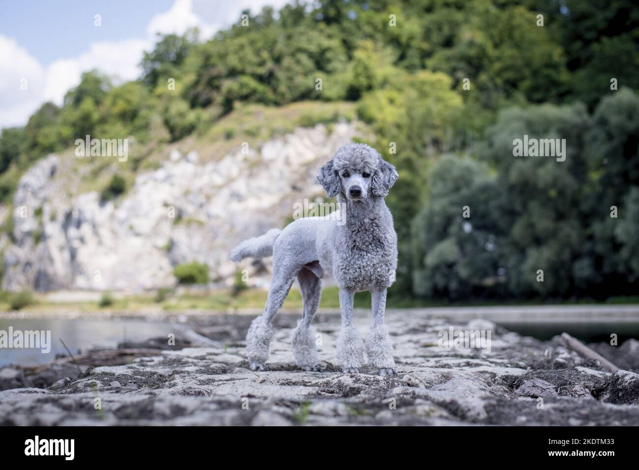 standing Standard Poodle Stock Photo - Alamy