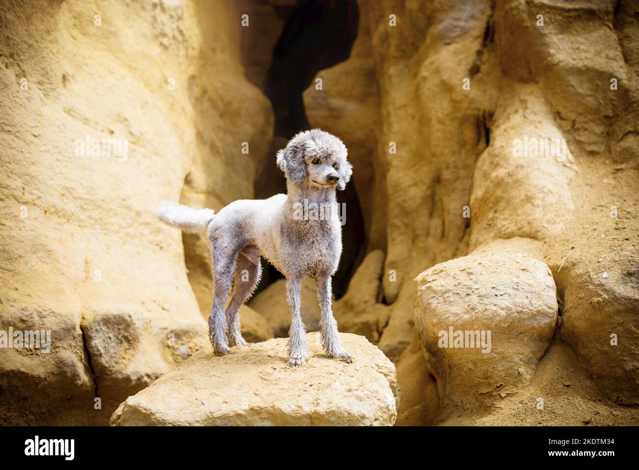 standing Standard Poodle Stock Photo - Alamy