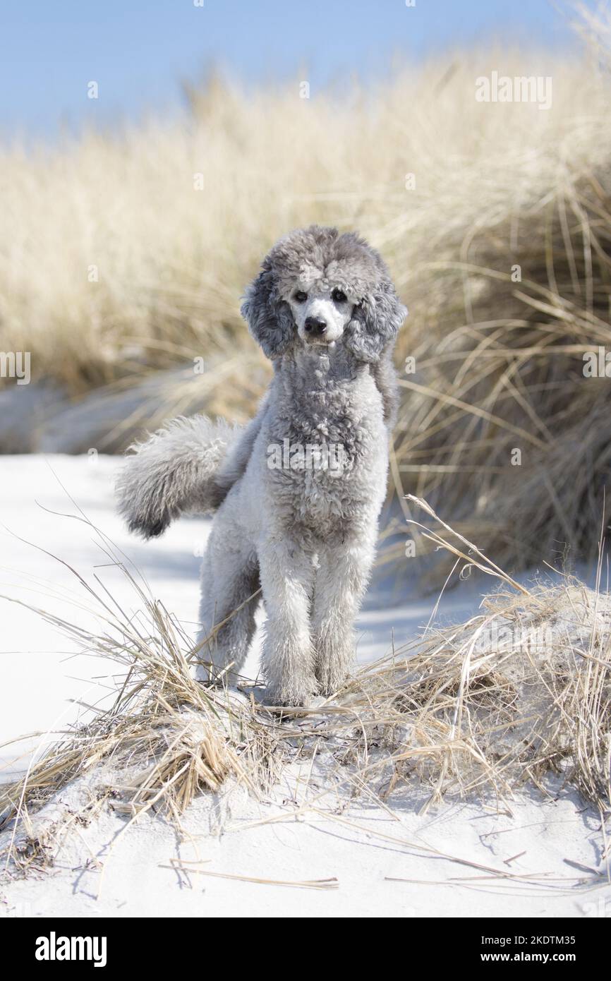 standing Standard Poodle Stock Photo - Alamy