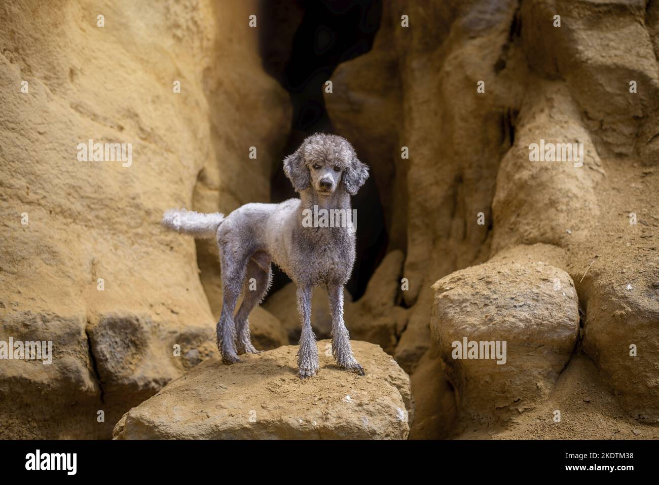 standing Standard Poodle Stock Photo - Alamy