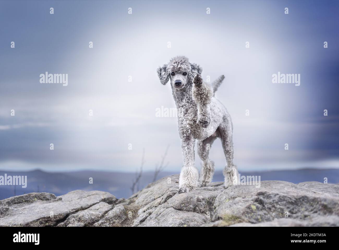 standing Standard Poodle Stock Photo - Alamy