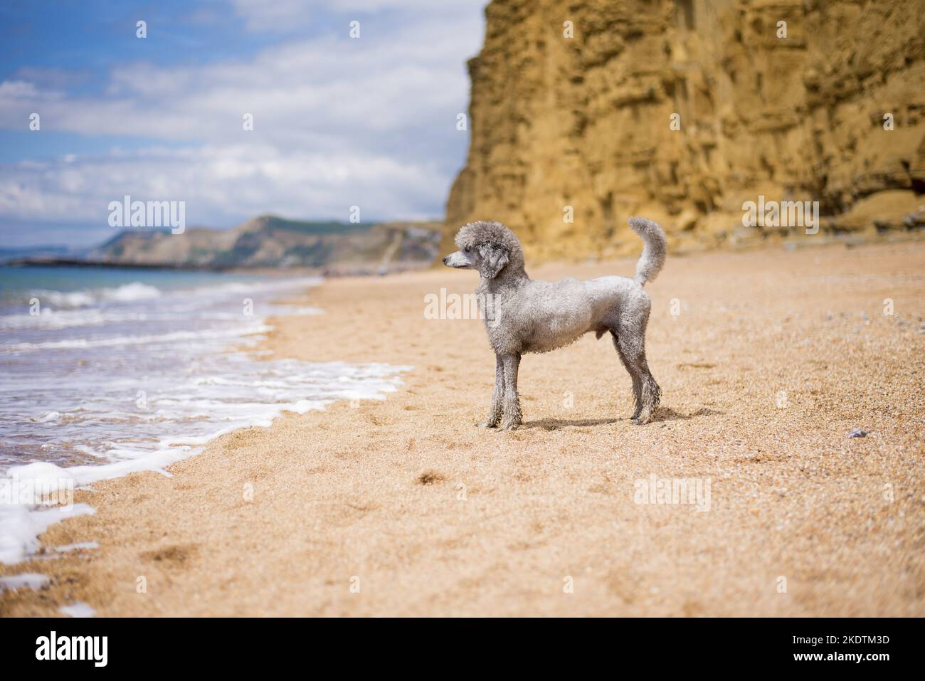 standing Standard Poodle Stock Photo - Alamy