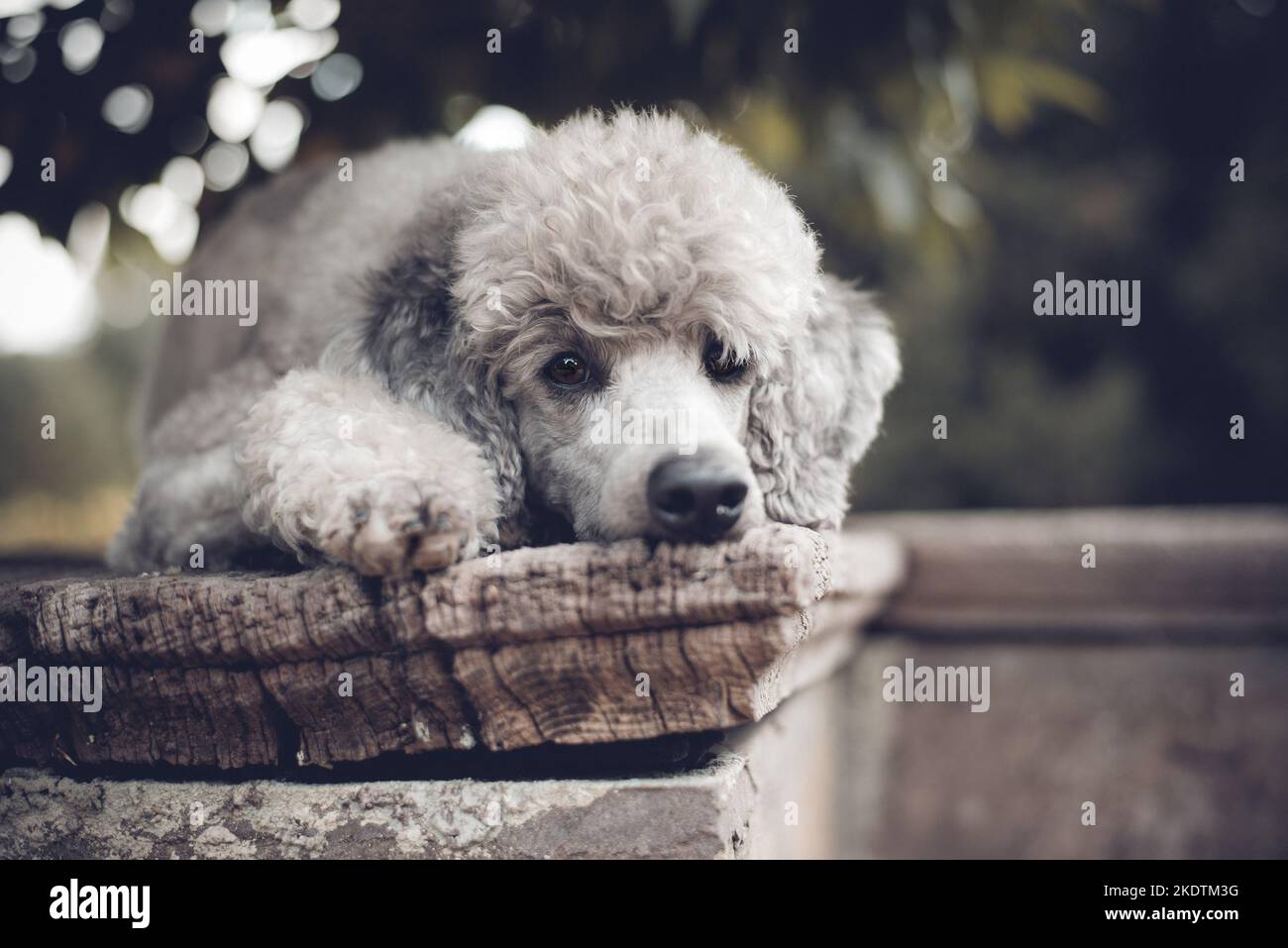 lying Standard Poodle Stock Photo - Alamy