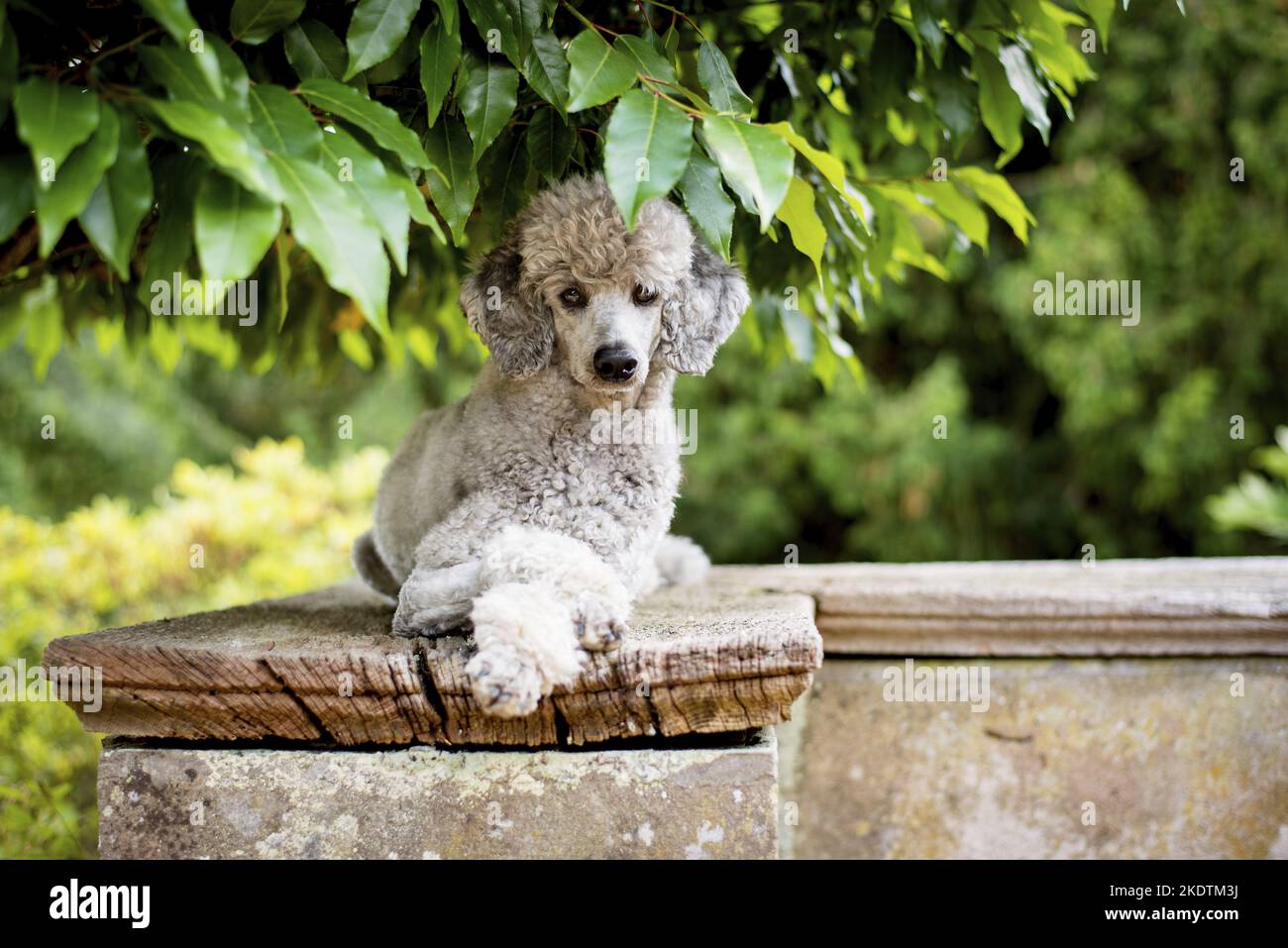 lying Standard Poodle Stock Photo - Alamy
