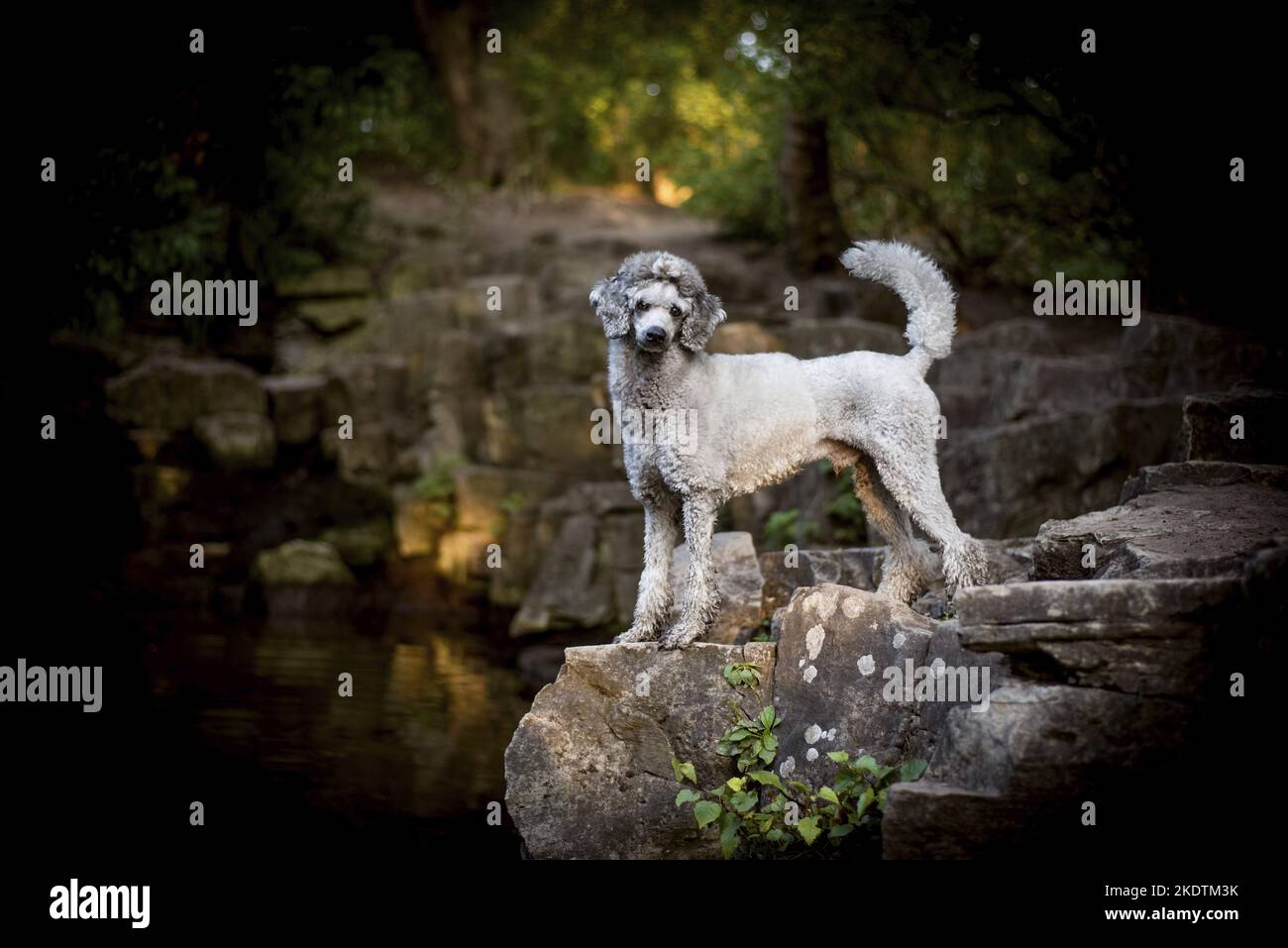 standing Standard Poodle Stock Photo - Alamy