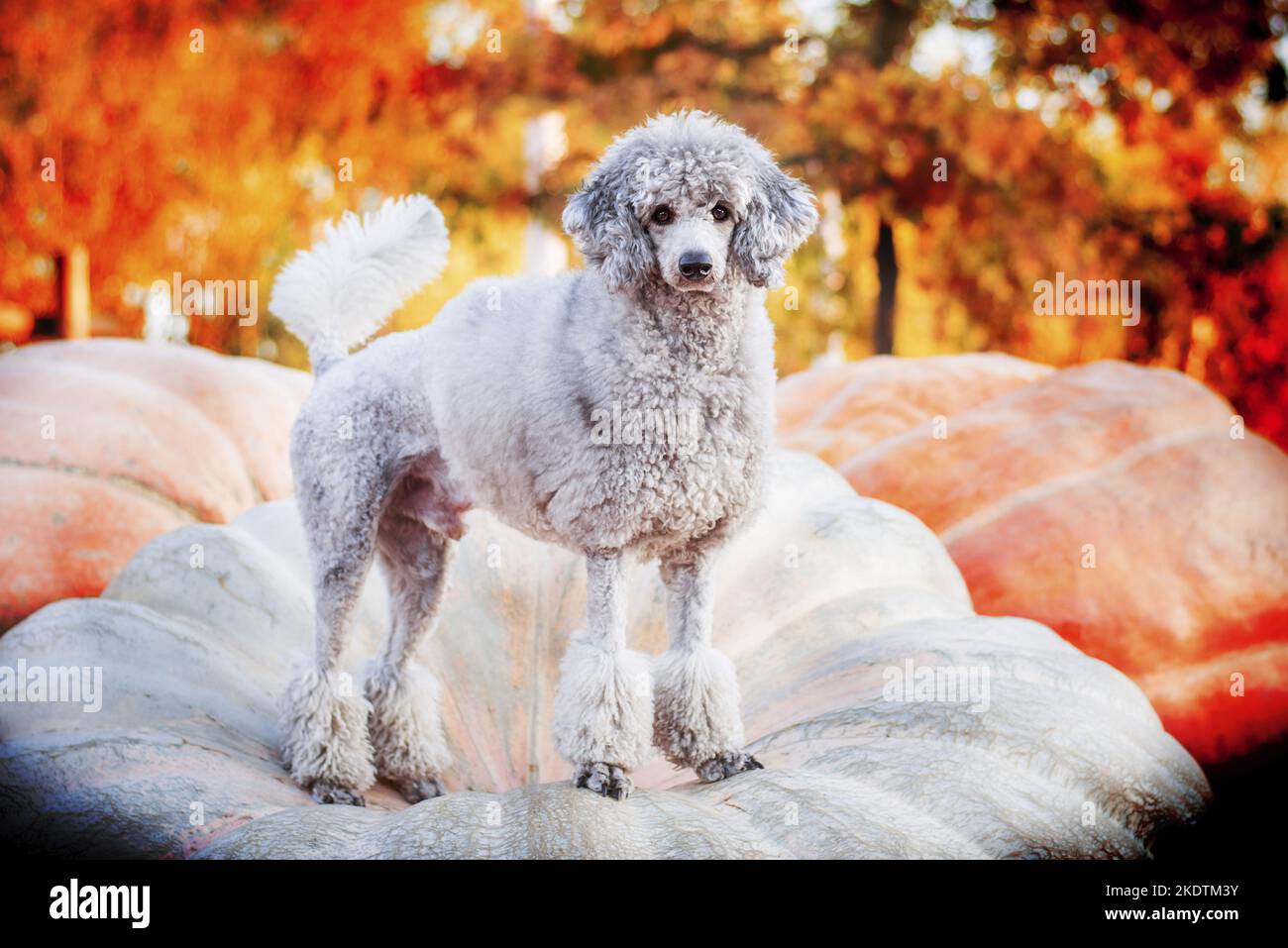 standing Standard Poodle Stock Photo - Alamy