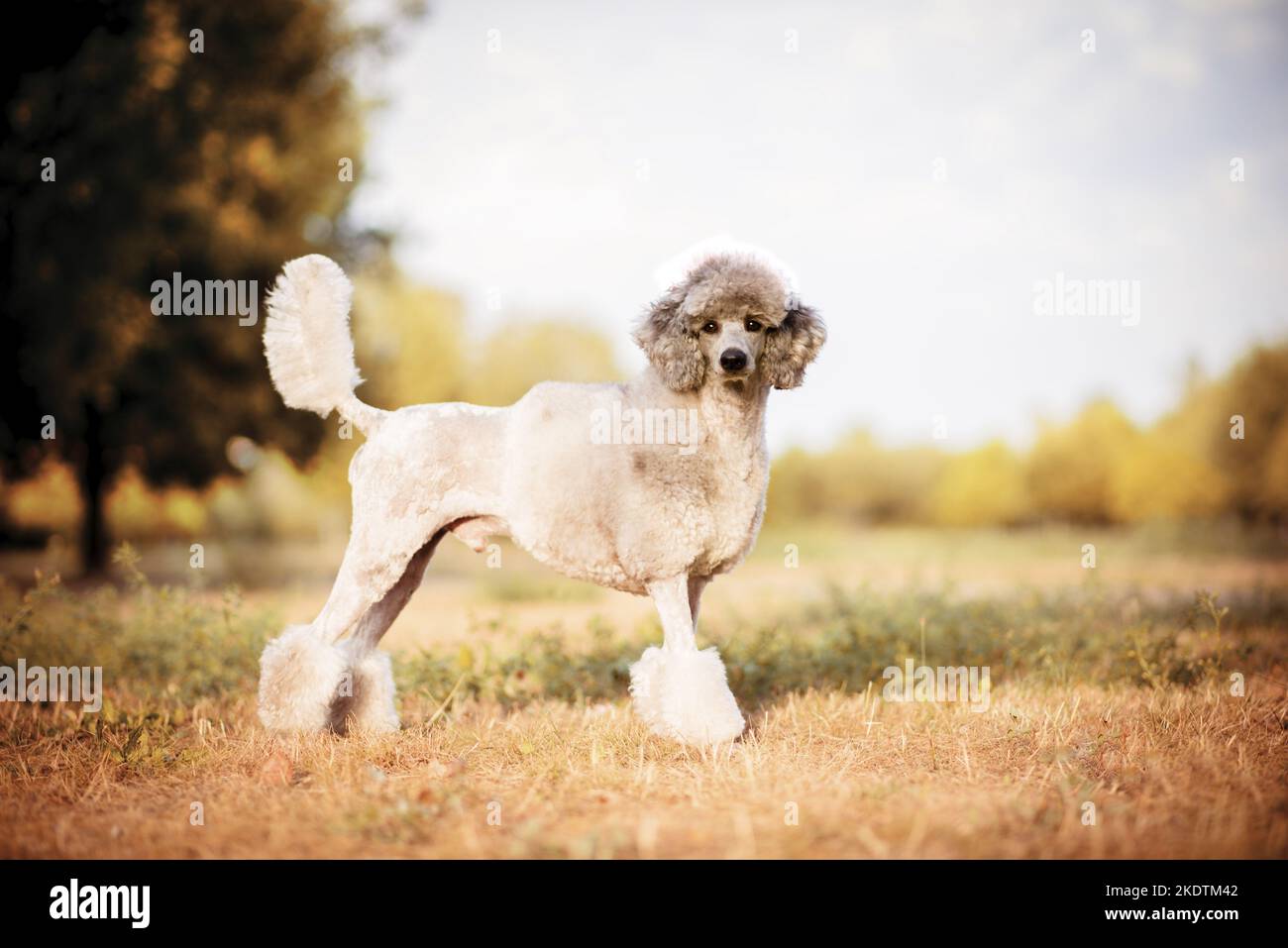 standing Standard Poodle Stock Photo - Alamy
