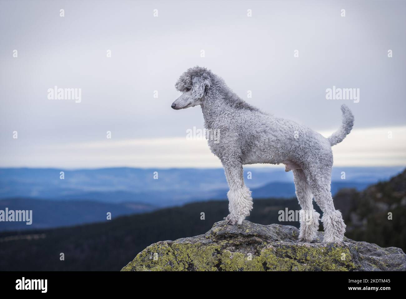 standing Standard Poodle Stock Photo - Alamy