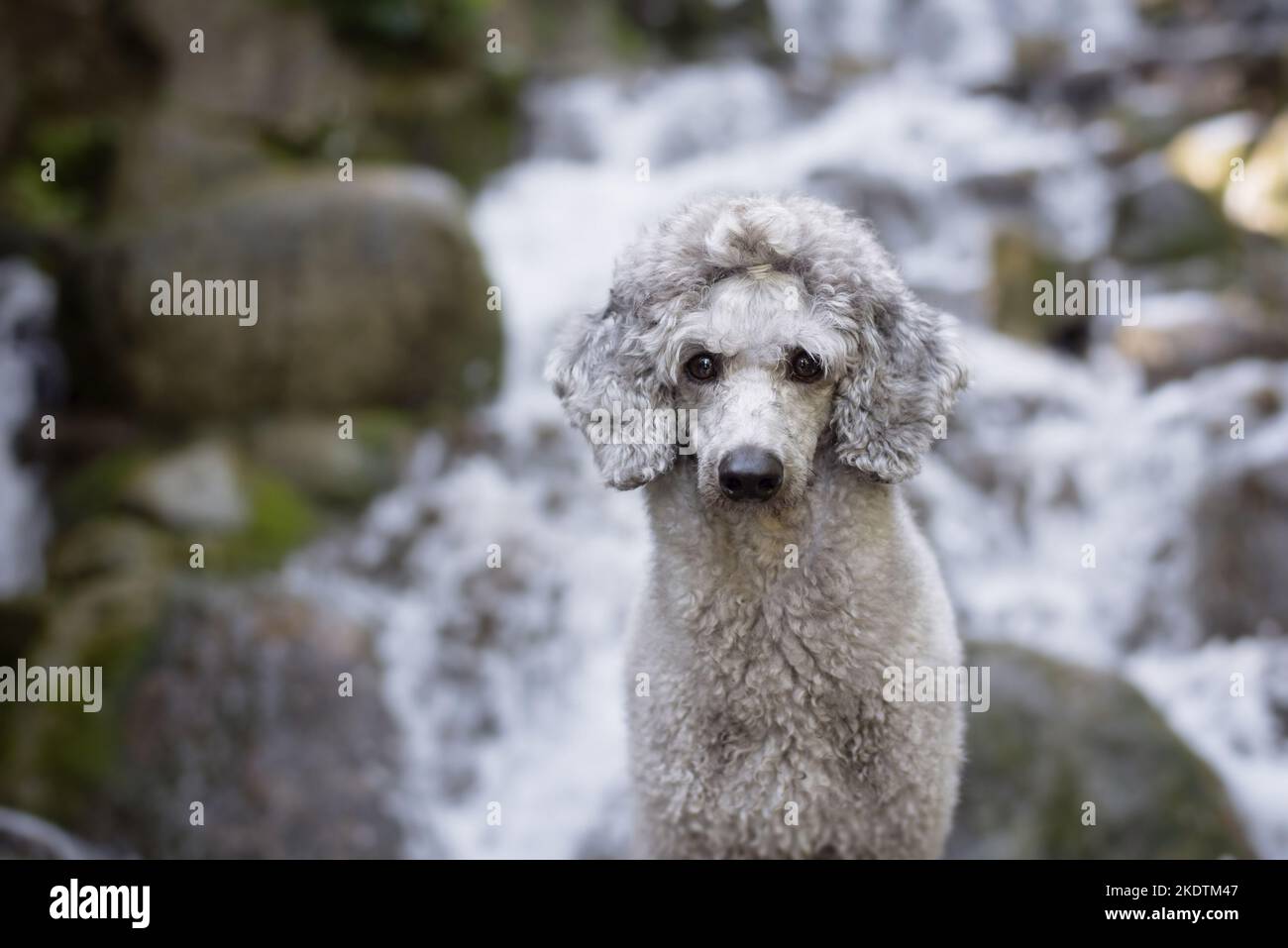 Standard Poodle portrait Stock Photo - Alamy