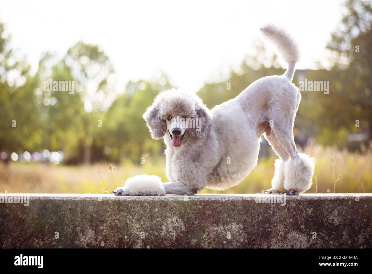 standing Standard Poodle Stock Photo - Alamy