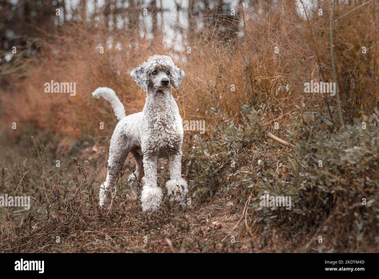 standing Standard Poodle Stock Photo - Alamy