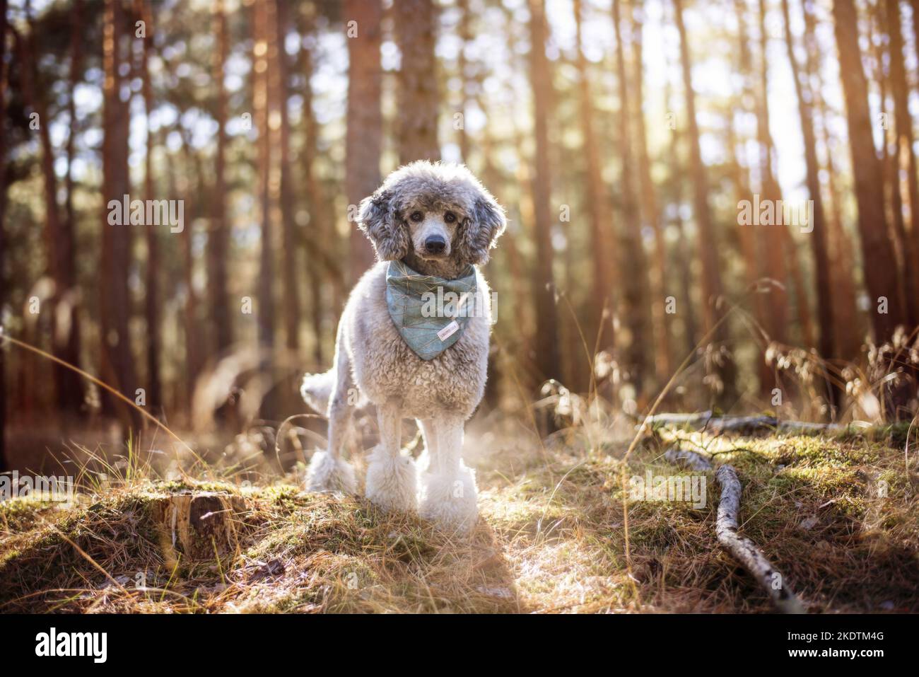 standing Standard Poodle Stock Photo - Alamy