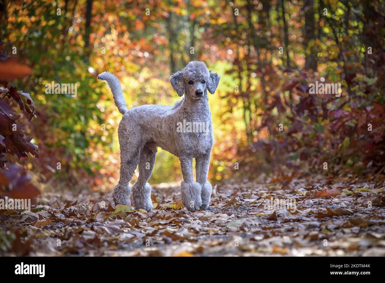 standing Standard Poodle Stock Photo - Alamy