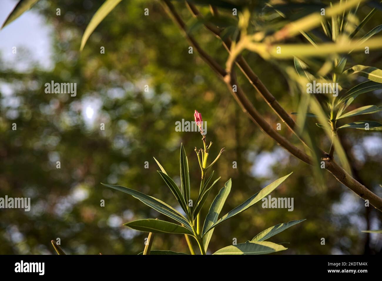 Oleander branch in bloom seen up close Stock Photo - Alamy