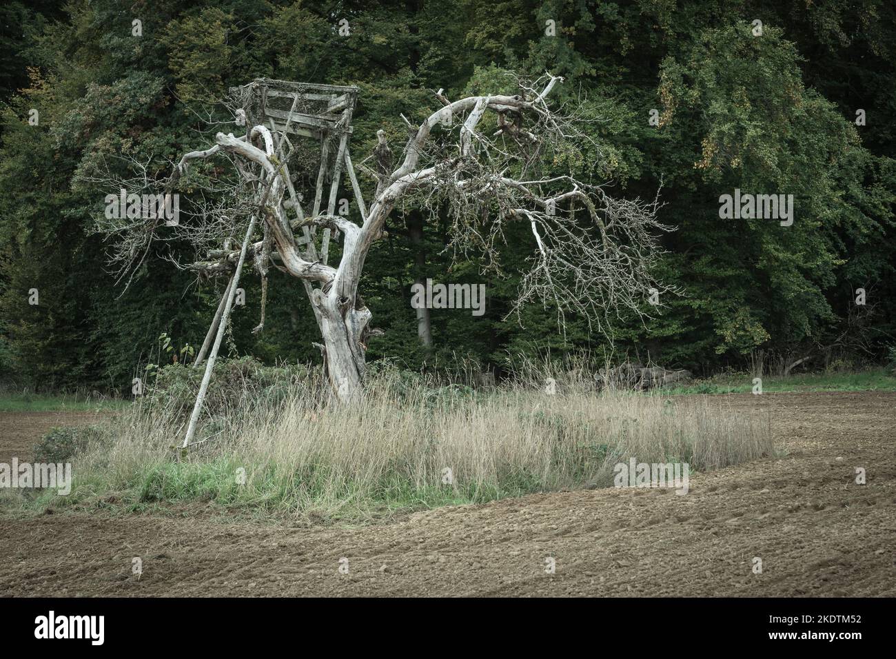 death tree with hunting seat near a wwod Stock Photo - Alamy